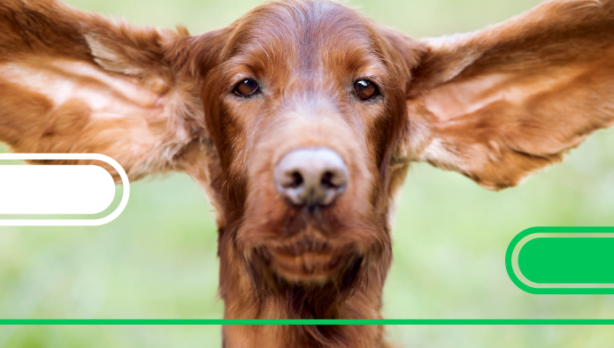 Cómo Identificar y Tratar la Otitis en perros