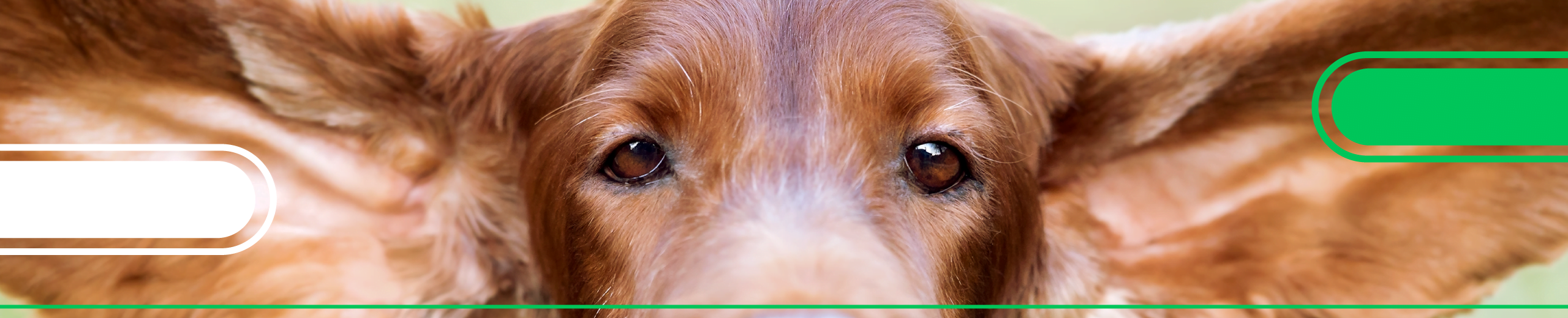 Cómo Identificar y Tratar la Otitis en perros