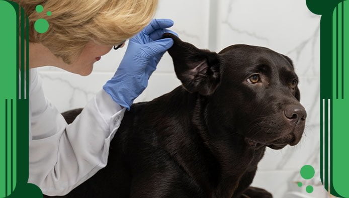 Cómo Identificar y Tratar la Otitis en perros