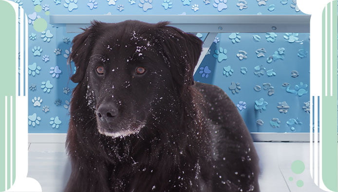 Seborrea en perros: Causas y tratamiento